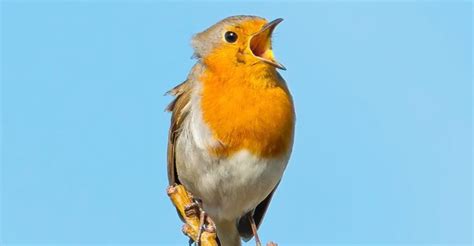 Why Is My Bird Screaming Understanding Your Feathered Friend S