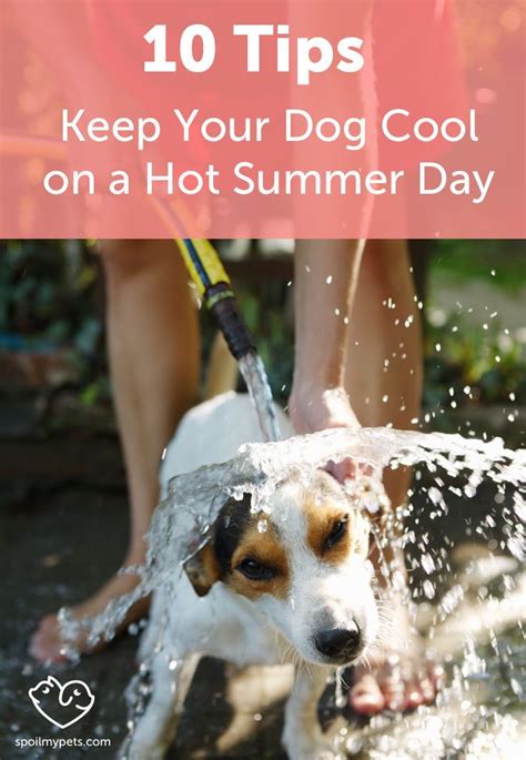 10 Tips To Keep Your Dog Cool On A Hot Summer Day Summer Dog Dogs