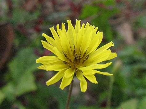ジシバリ 花盗人の花日記