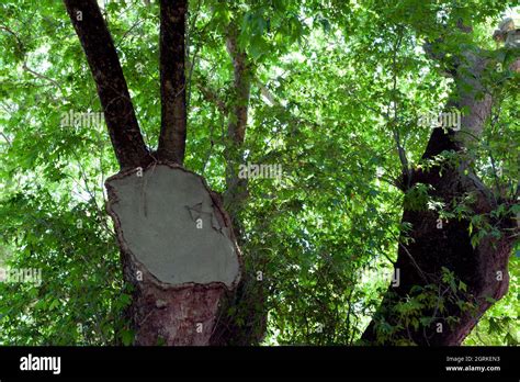 Sunlight Filtering Through The Trees Stock Photo Alamy