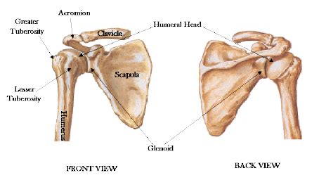 The Scapula Scapular Shoulder Blade Problems And Disorders