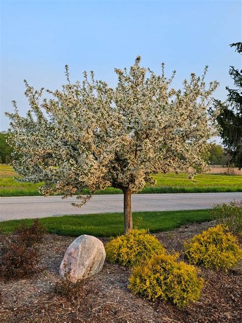 Firebird Crabapple Heritage Hill Nursery Inc