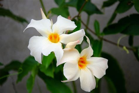 Garden Array Iv Poster Print Laura Denardo Posterazzi