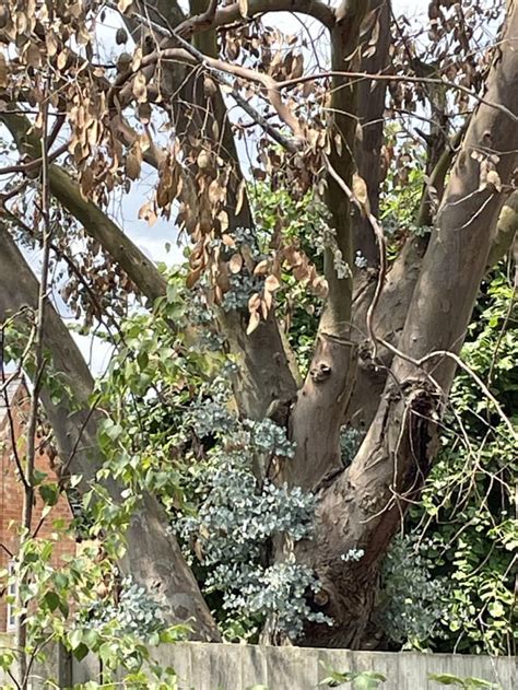 Pruning Eucalyptus Plant Uk Discount Wholesale Psychology Uoc Gr