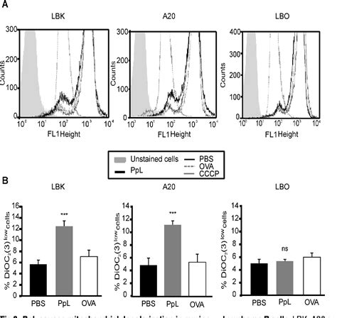 Figure 3 From A B Cell Superantigen Induces The Apoptosis Of Murine And Human Malignant B Cells