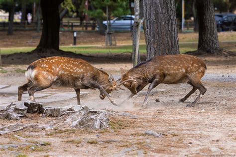 Japan Day 6 Nara Park With Bowing Wild Deer Plus Our Kyoto Hotel