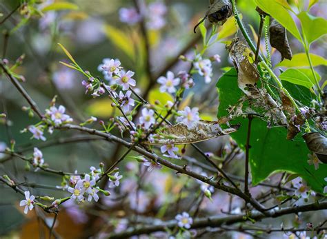 Cratoxylum Formosum Hypericaceae