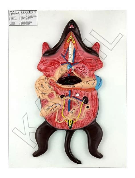 Mouse Dissection For Zoology Model At ₹ 3499piece Animal Anatomy