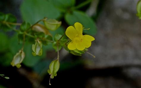 Mimulus Guttatus The Black Range