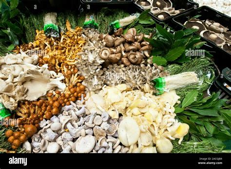 Edible Fungi At A Market Selection Of Different Mushrooms And Fungal