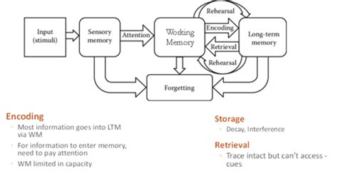 Eyewitness Memory Flashcards Quizlet