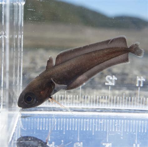 Japanese Codling Physiculus Japonicus · Inaturalist