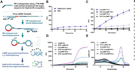 Figure 2 From Colamp Crispr Based One Pot Loop Mediated Isothermal Amplification Enables At
