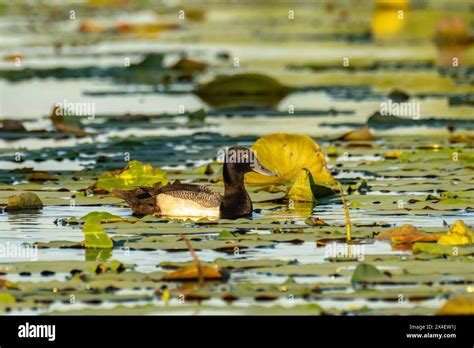 Usa Louisiana Evangeline Parish Lesser Scaup Bird In Water Stock