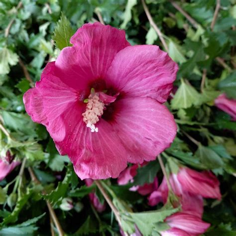 Garten Hibiskus Flower Tower Ruby rosarot Höhe 40 60 cm Topf 5 l