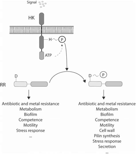 Representation Of A Prototypical Two Component Phosphorylation Pathway