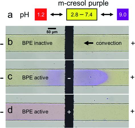 A Relationship Between The Color Of M Cresol Purple And Solution Ph Download Scientific
