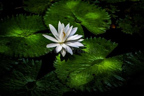 White Lily Flower In Pool Stock Image Image Of Produce 261683753