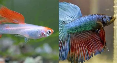 Can Betta Fish Live With Guppies Memfish Dot Net