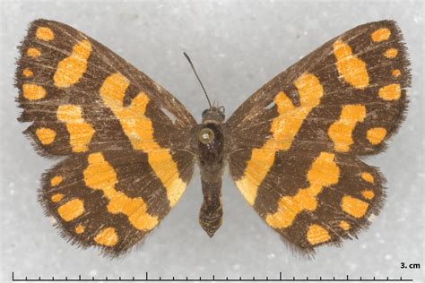 Synargis Fandanga Type Specimens