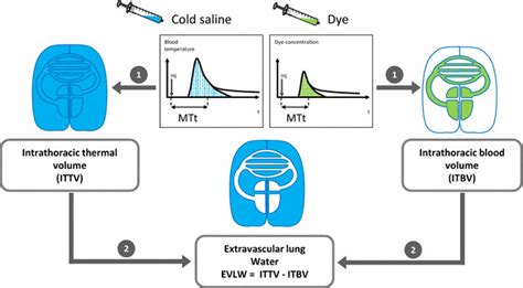 Measurement Of Extravascular Lung Water By Thermo Dye Dilution Mtt Download Scientific Diagram