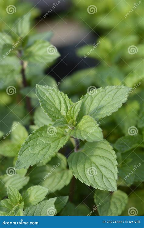Chocolate Mint Stock Image Image Of Close Outdoors 232743657