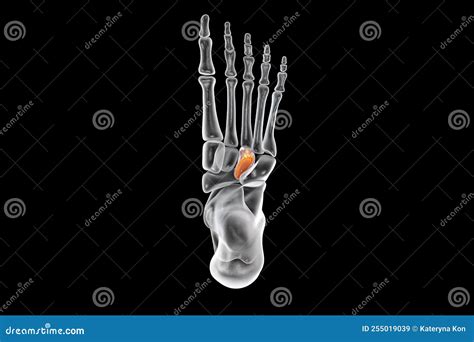 Intermediate Cuneiform Bone Of The Foot 3d Illustration Stock