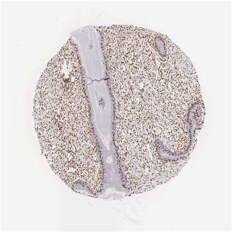 Tissue Expression Of Esr1 Staining In Cervix The Human Protein Atlas