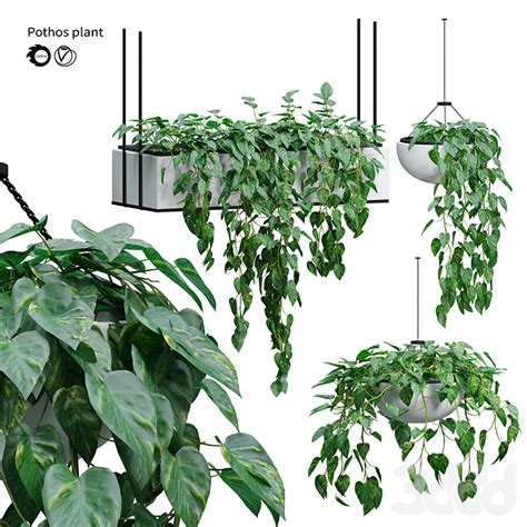 Pothos Комнатные 3d модель