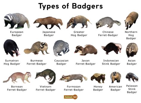 Hog Badger Facts Habitat Diet Pictures And More