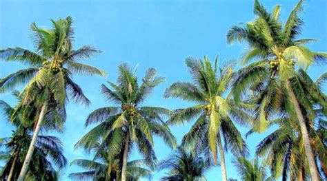 Are Coconut Trees Good For The Environment