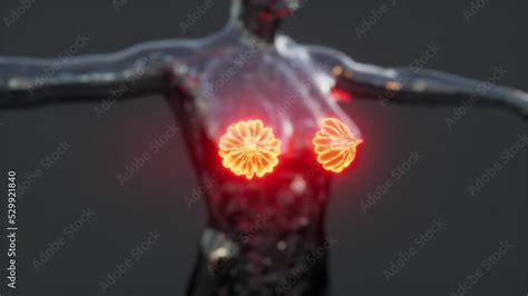 Female Breast And Mammary Glands Anatomy X Ray Scan Vídeo De Stock