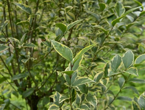 50 Plants With Variegated Foliage Uk