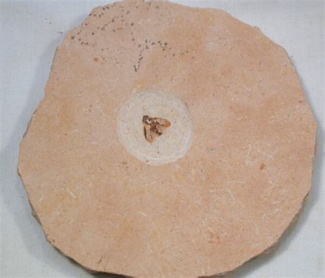 Fossil Insects Moss Bug