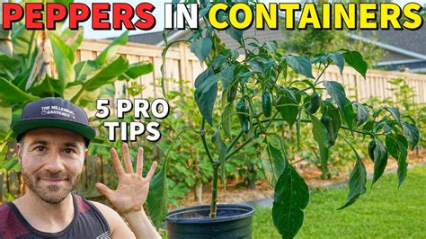 Grow The Best Peppers In Containers In 5 Easy Steps Youtube