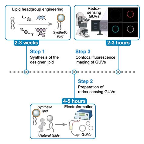 Cell Press Star Protocols