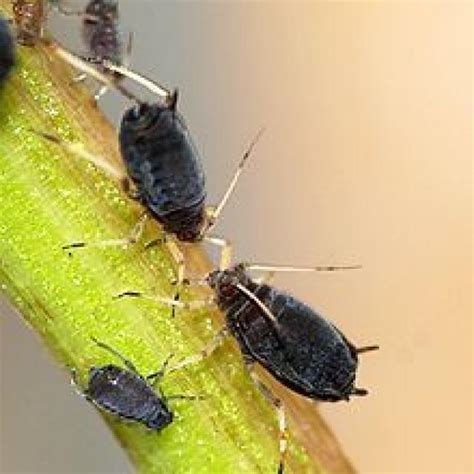 Cnn Model For Insect Detection Classification Dataset V1 2022 12 31 3