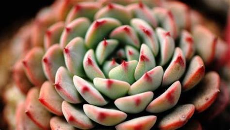 秋季養多肉全攻略，8要點助你輕鬆出狀態 Imomo植物識別