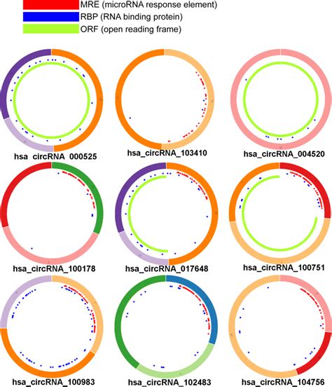 Structural Patterns Of The 9 Circrnas By The Cancer Specific Circrna 9