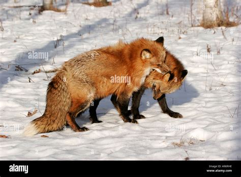 Fox Fighting Wolf