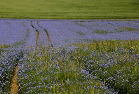 Premium Photo View Of Flowers Growing In Field