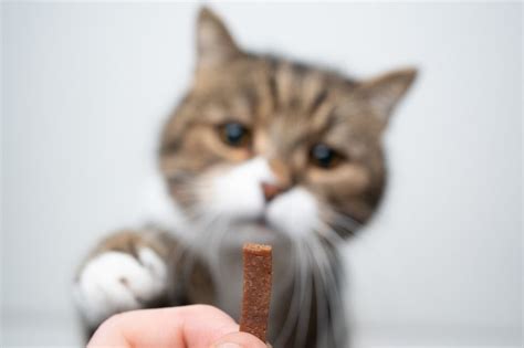 How To Train A Cat The Easy Way That Cuddly Cat