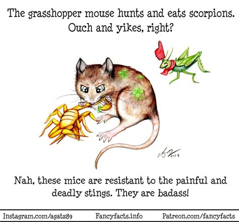 Grasshopper Mouse Fancyfacts