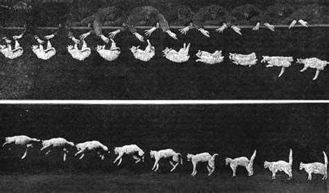 Why Do Cats Land On Their Feet Physics Explains Scientific American