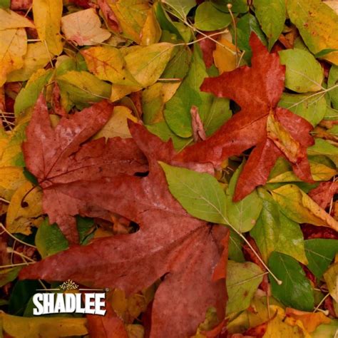 سیروپ شادلی شادلی تماشا