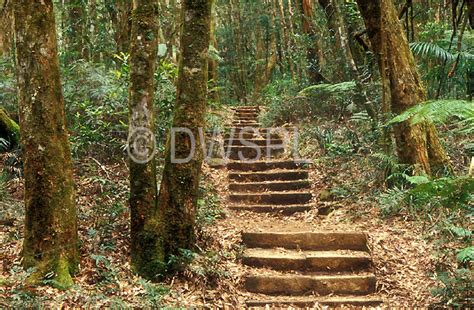 Walking Track In The Springbrook National Park Queensland Australia