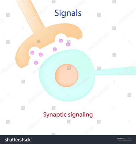 Education Diagram Synaptic Signaling Shows Electrical Stock