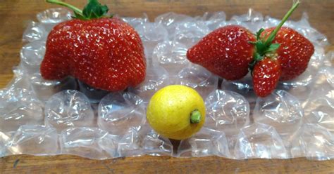 お出迎え・・・ 天使のいちごは築山いちご農園