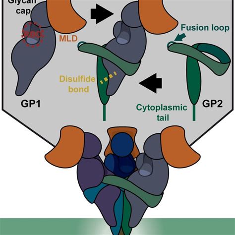 Ebola Virus Particle An Ebov Particle Is Shown With Key Viral Proteins
