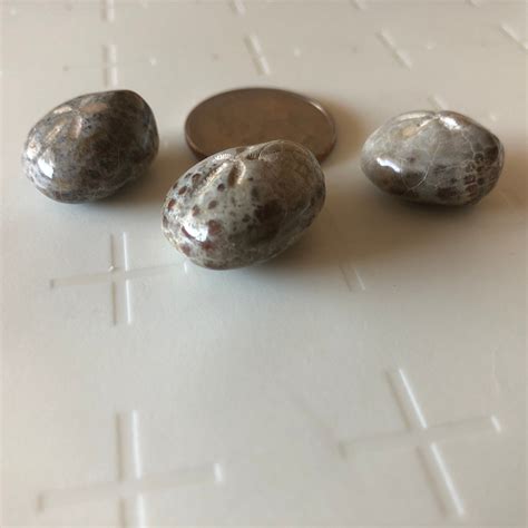 Fossilized Sea Urchin Etsy